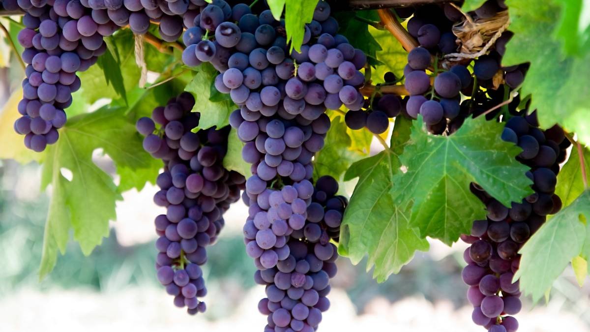 Las 7 variedades de uva más utilizadas en España para elaborar vino