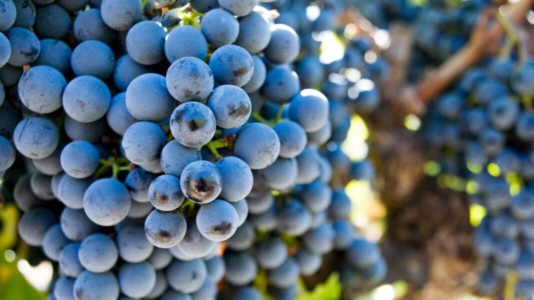 Cabernet sauvignon: características de la uva, el vino y la vid