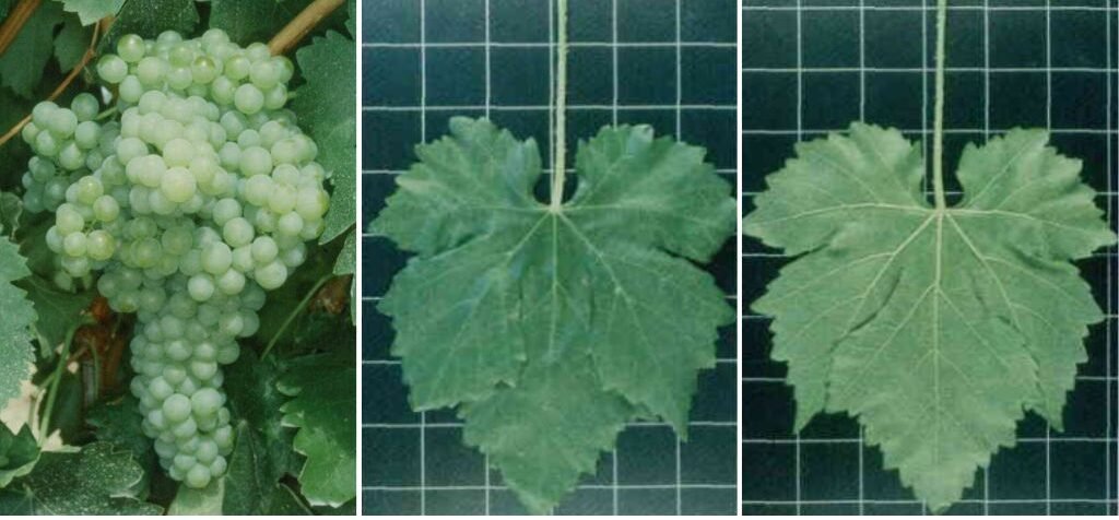 Variedad Macabeo: características del vino, la uva y la vid - VinosCLM ...